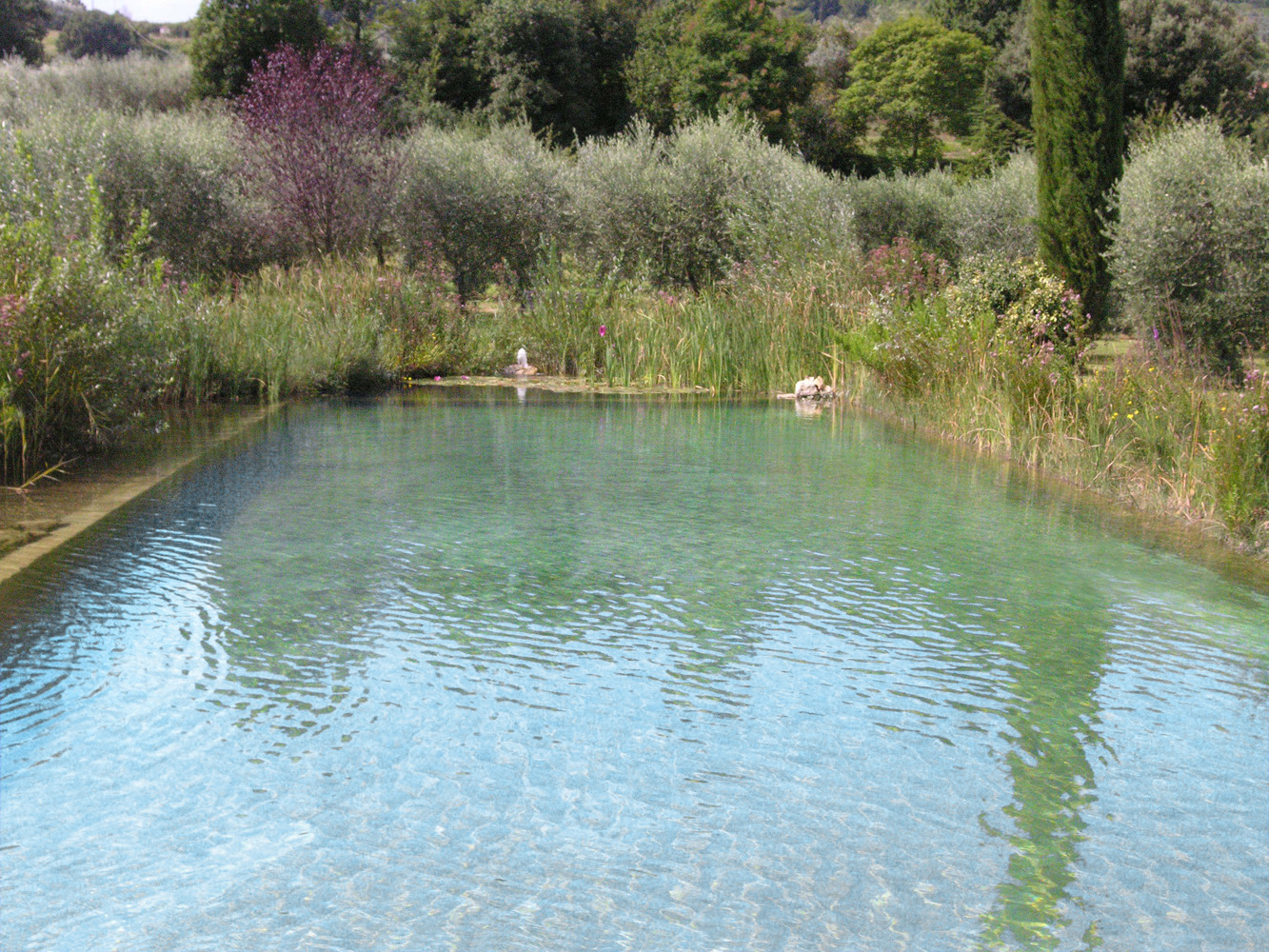 When the Pool Becomes a Bio-Pond - Design Diffusion